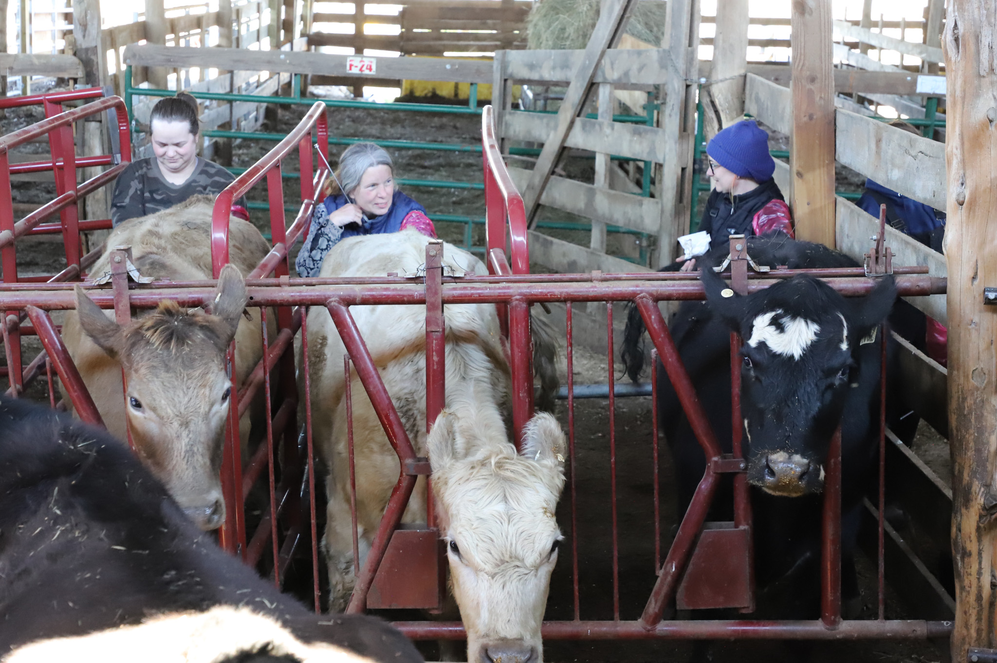 Insemination Cow The Forced Insemination Of Cows | Vegan FTA